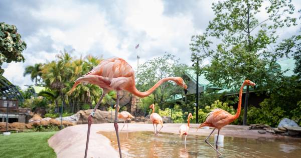 SeaWorld Rescue Center